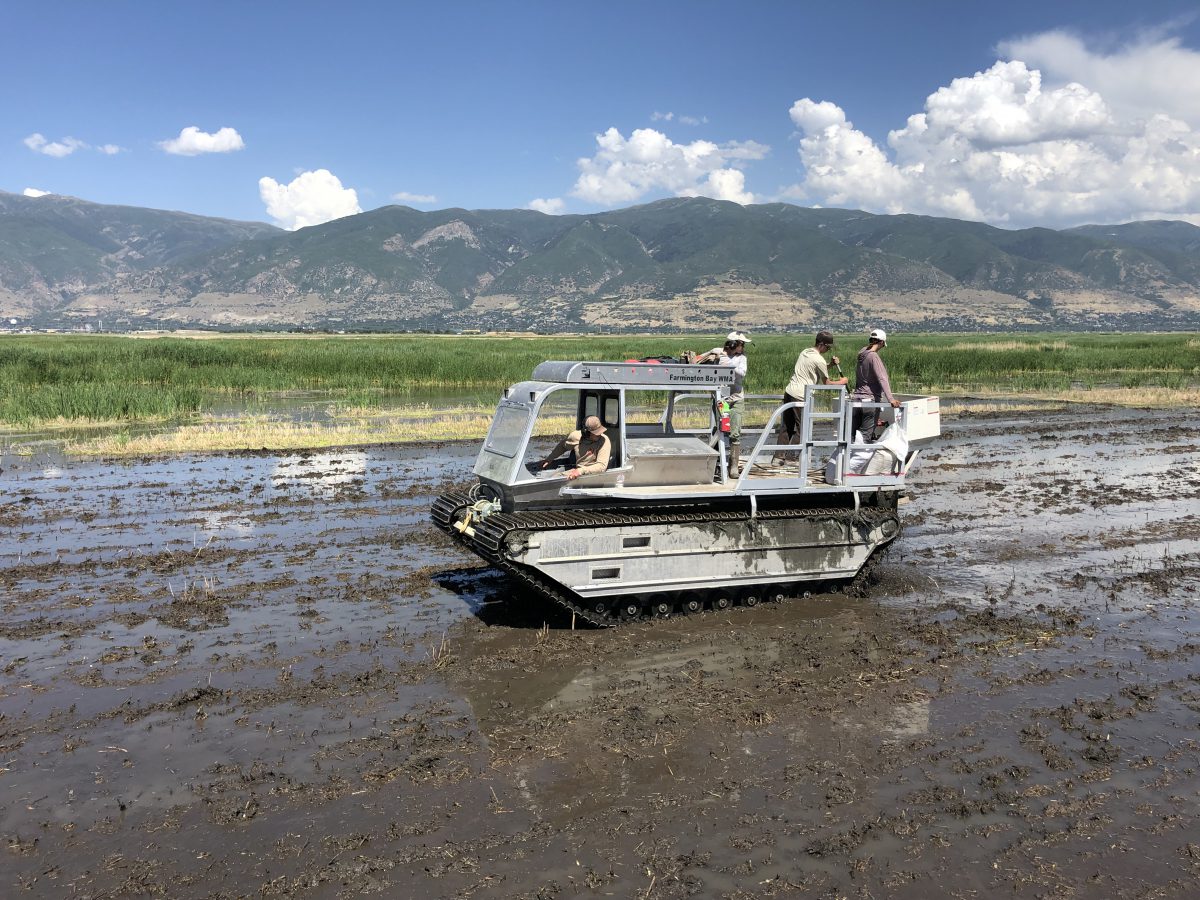 2022 Invasive Phragmites Management Success on Great Salt Lake and Utah ...