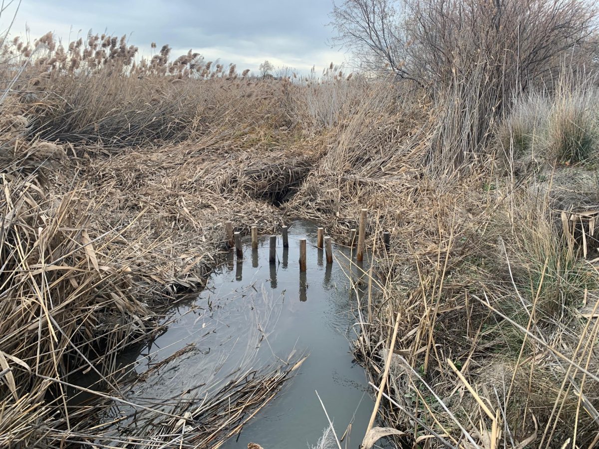 Beaver Dam Analog Installation | Utah DNR – FFSL (Forestry, Fire and ...